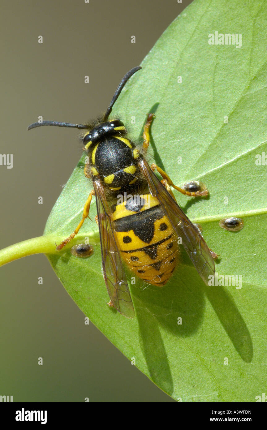 Common Wasp Vespula vulgaris Oxfordshire UK resting on leaf Stock Photo ...