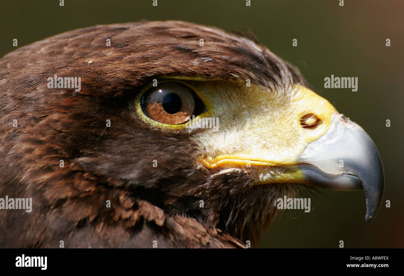 HARRIS HAWK, BIRD OF PREY Stock Photo - Alamy