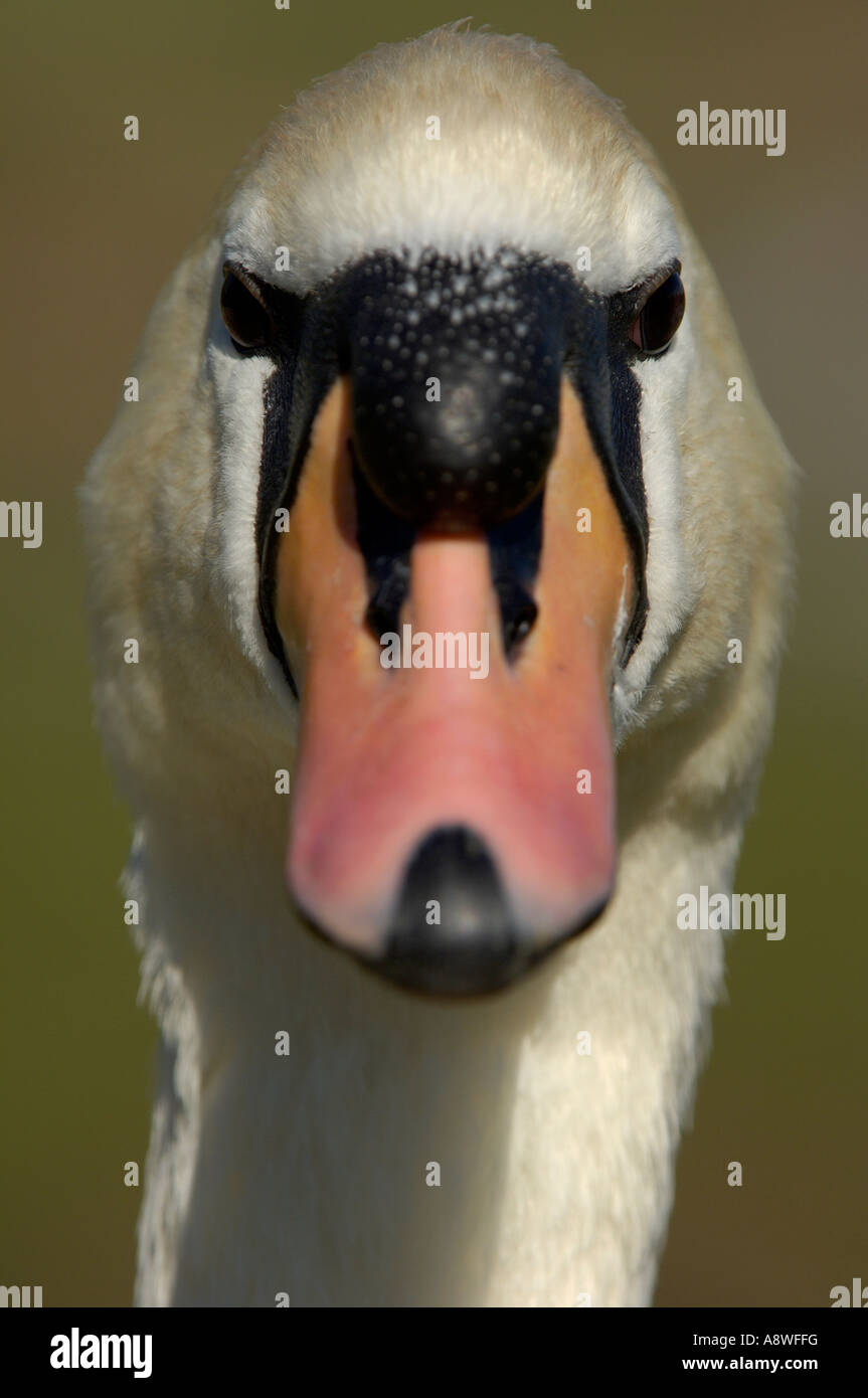 Mute Swan Cygnus olor Oxfordshire UK portrait looking forward Stock ...