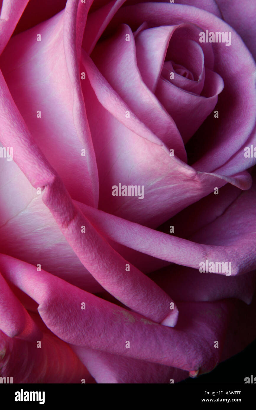 A PINK ROSE Stock Photo - Alamy