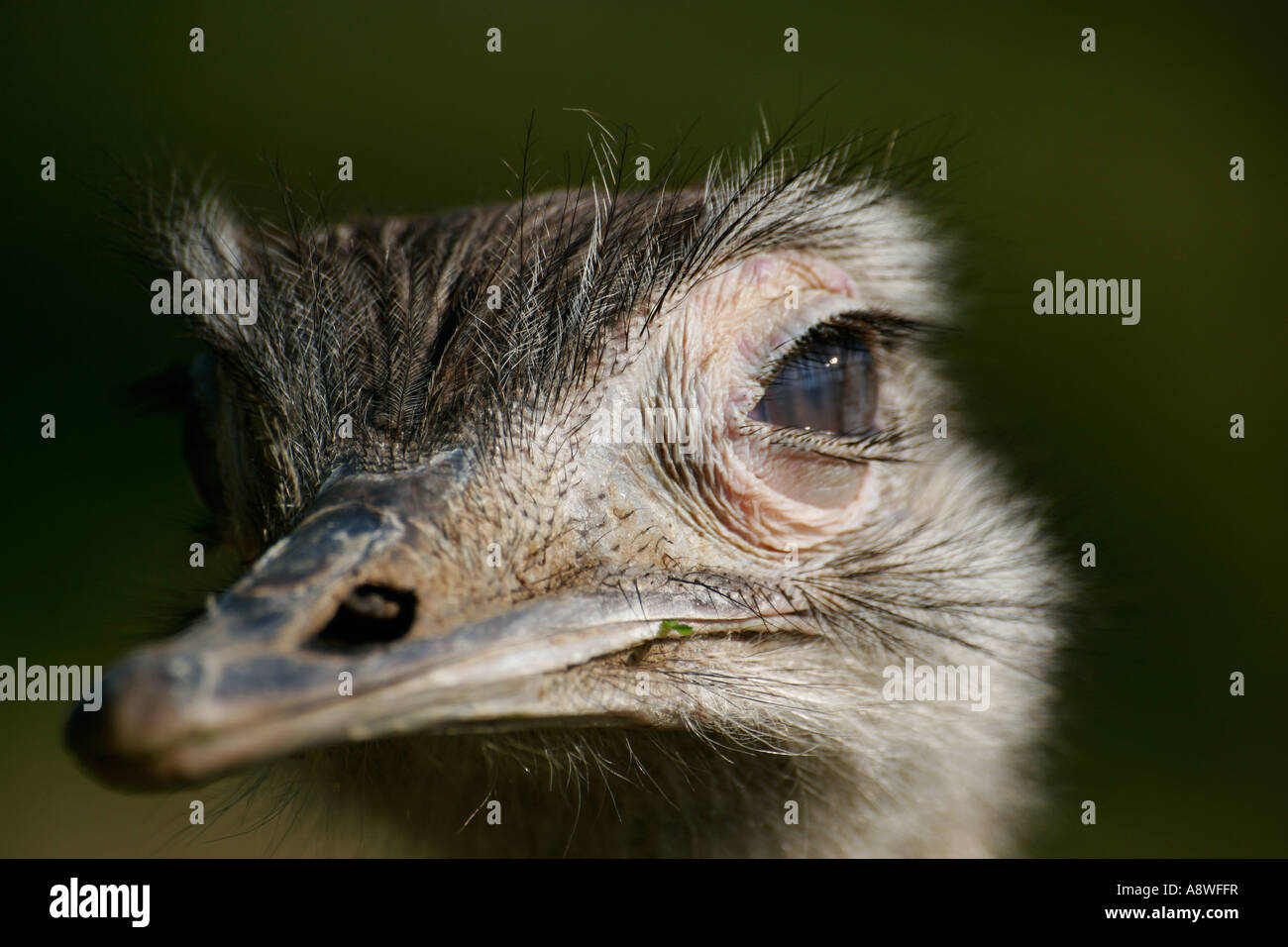 Beak with nostrel hi-res stock photography and images - Alamy