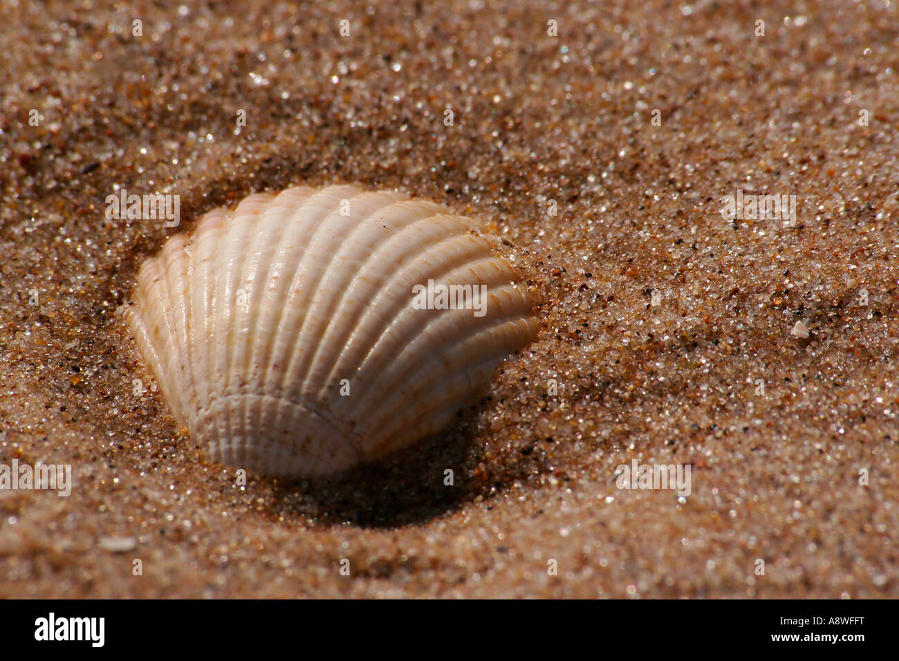A SCALLOP SHELL ON THE BEACH Stock Photo - Alamy