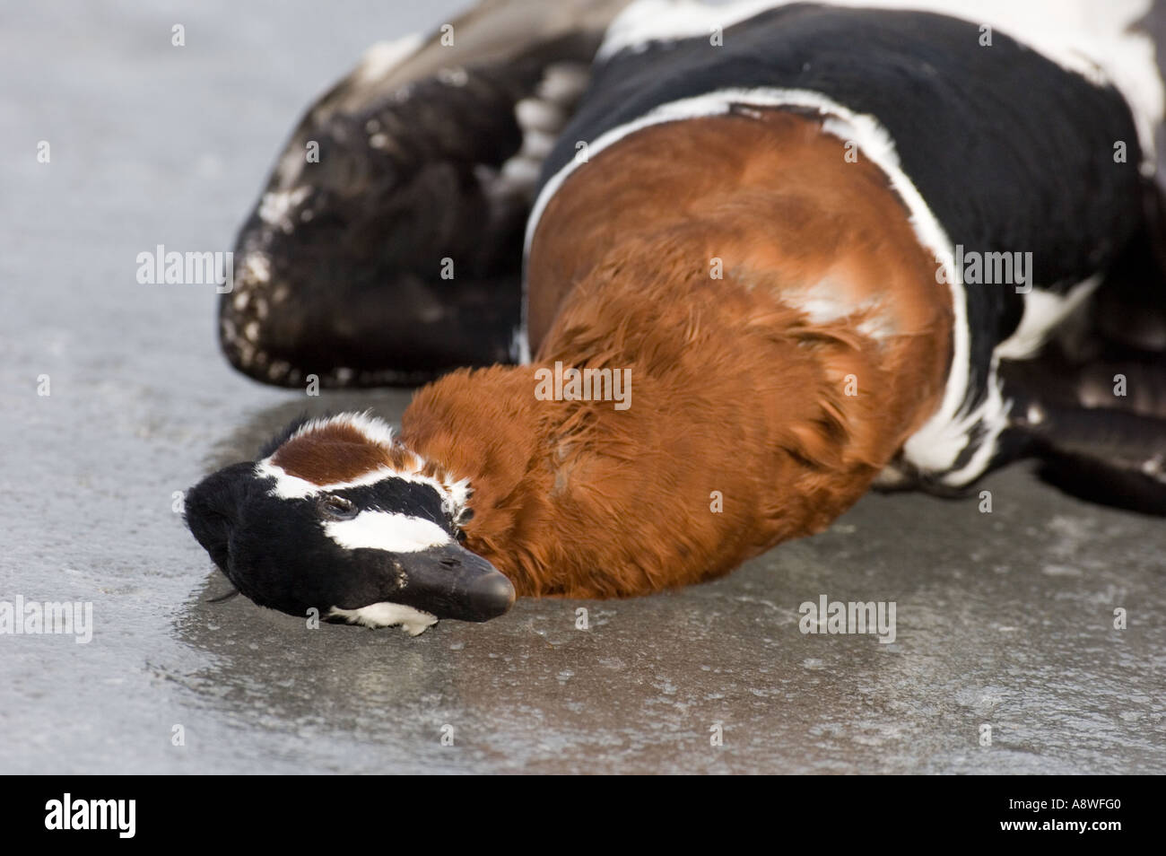 Dead Red-breasted Goose, Branta ruficollis, victim of H5N1 bird flu ...