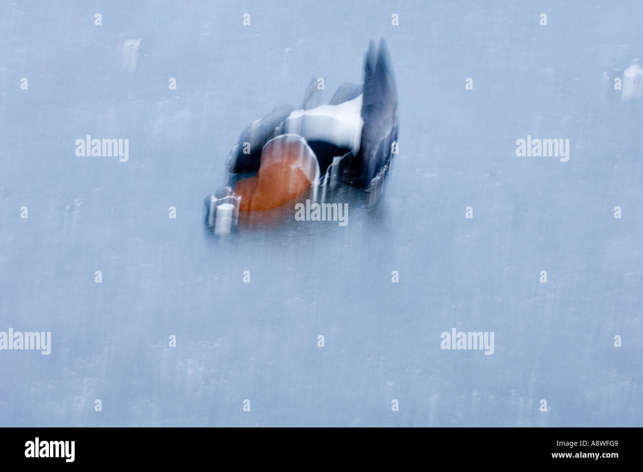 Wild goose dead hi-res stock photography and images - Alamy