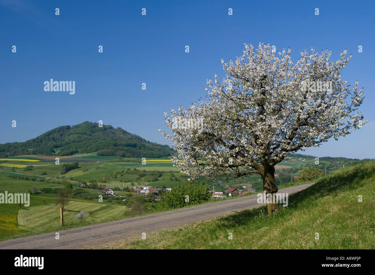 Swiss Countryside in Spring, Aargau, Northwestern Switzerland Stock ...