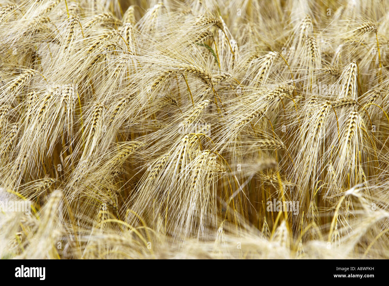 WHEAT FIELD, CLOSE-UP Stock Photo - Alamy