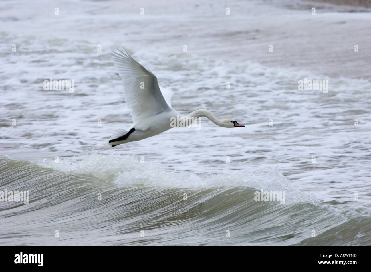 Mute Swan, Cygnus olor, victim of lead poisoning, note crooked neck ...