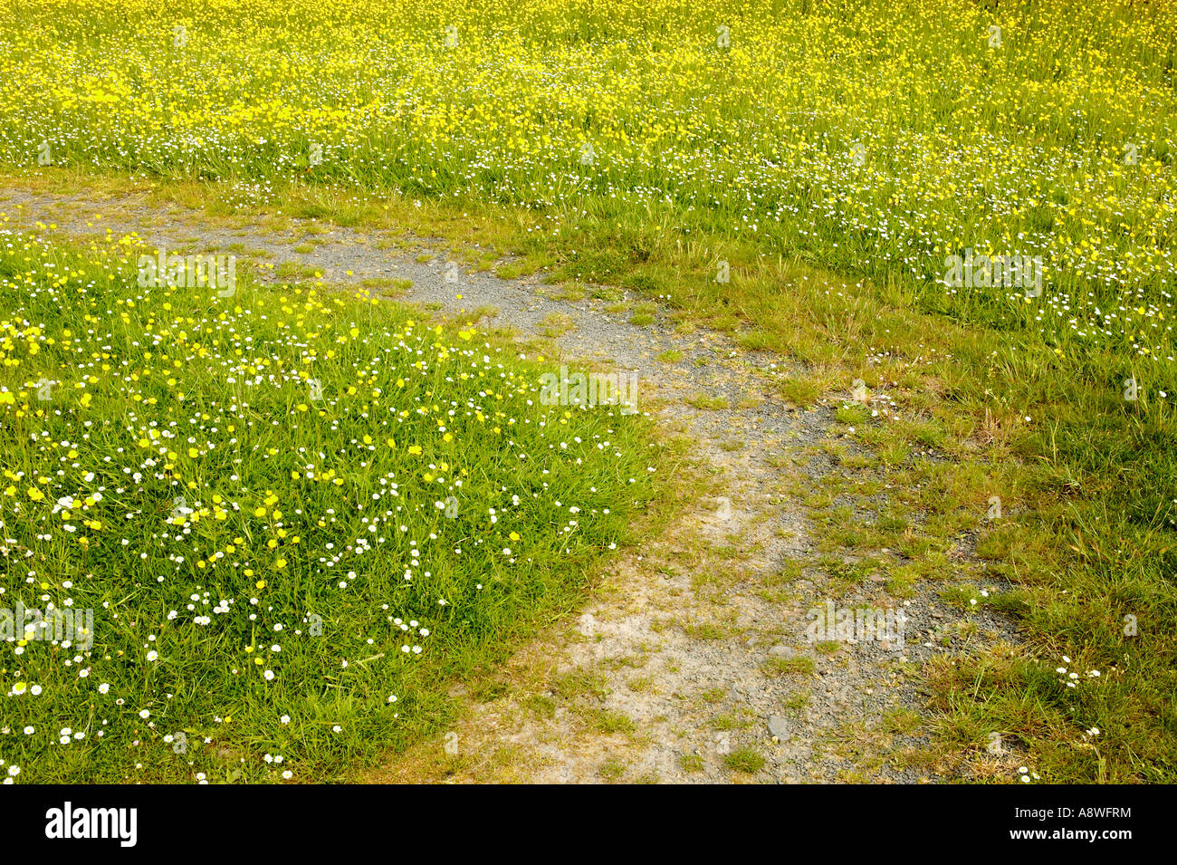 Curved path through wildflower meadow of buttercups and daisies Stock ...