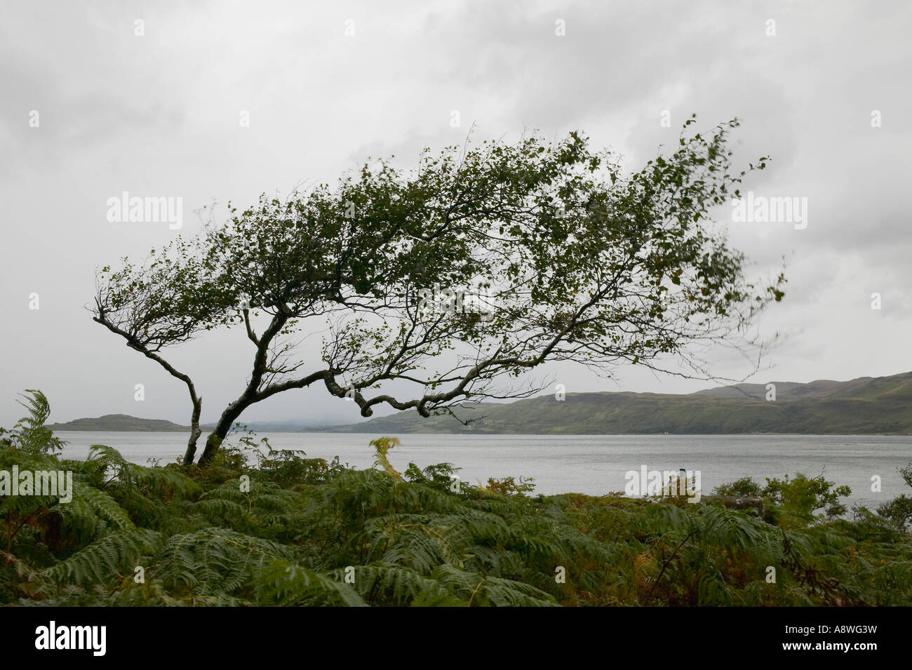 Solitary windswept tree on the coast of Mull Scotland Stock Photo - Alamy