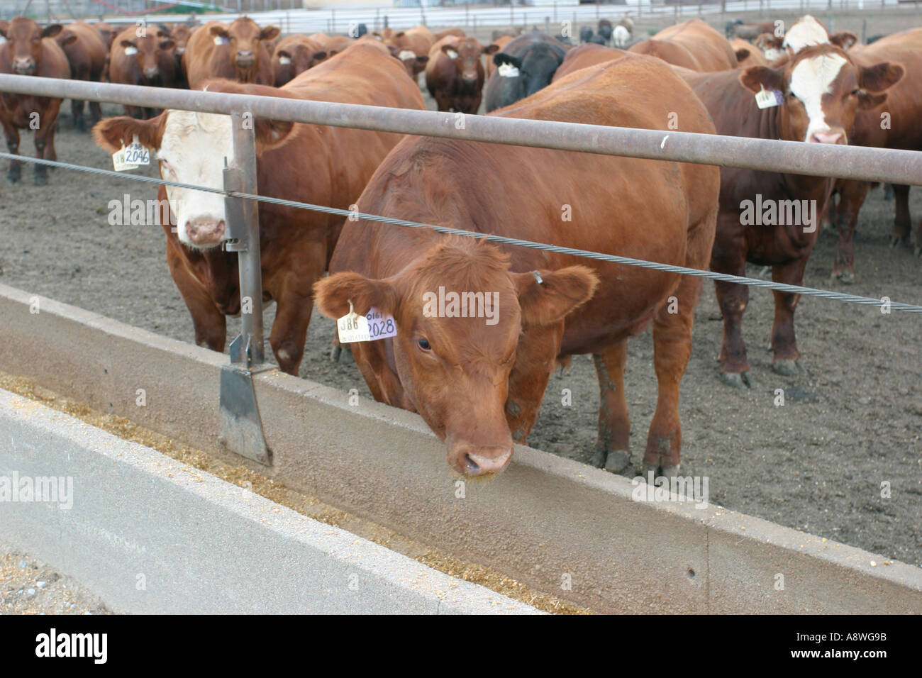 Feedlot where cows are fattened and raised for slaughter. Nebraska in ...
