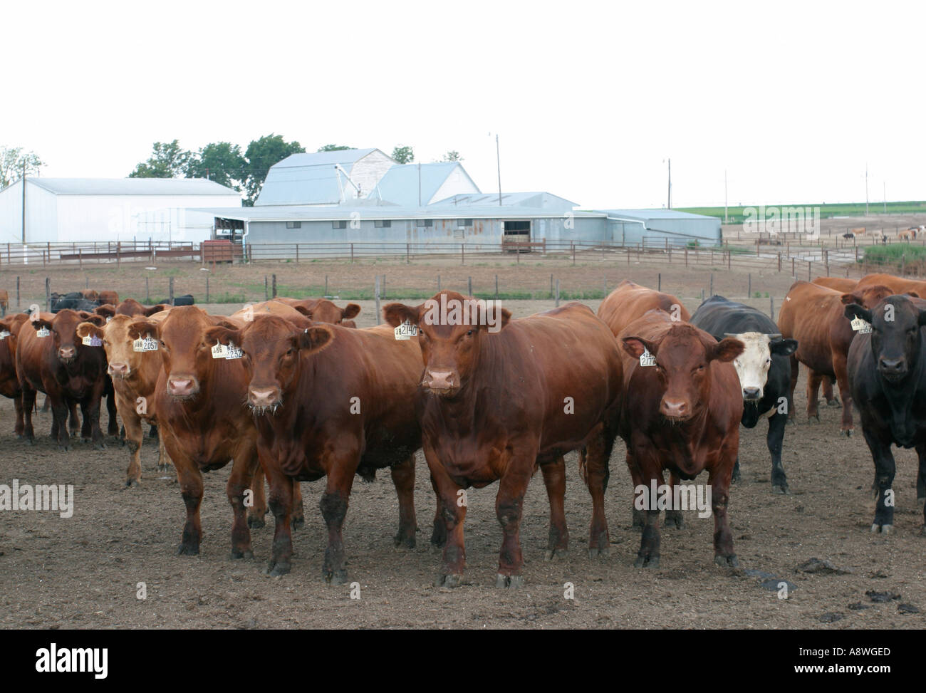 Feedlot where cows are fattened and raised for slaughter. Nebraska in ...