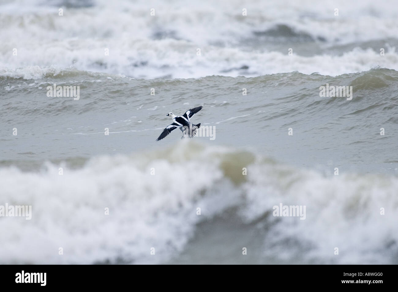 Smew land hi-res stock photography and images - Alamy