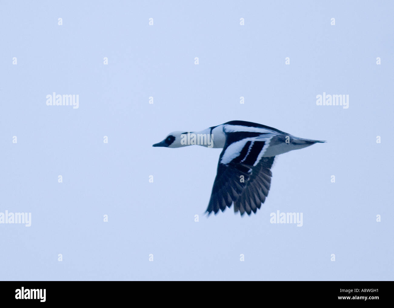 Smew, Mergus albellus, male in flight,UK winter Stock Photo - Alamy