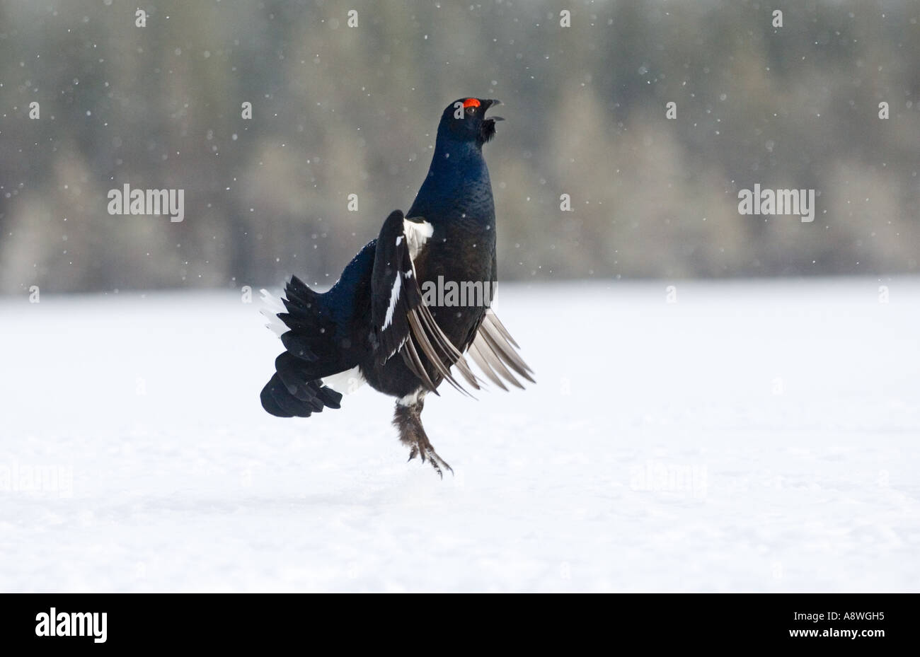 Black Grouse, Tetrao tetrix, male displaying doing a flutter jump at ...