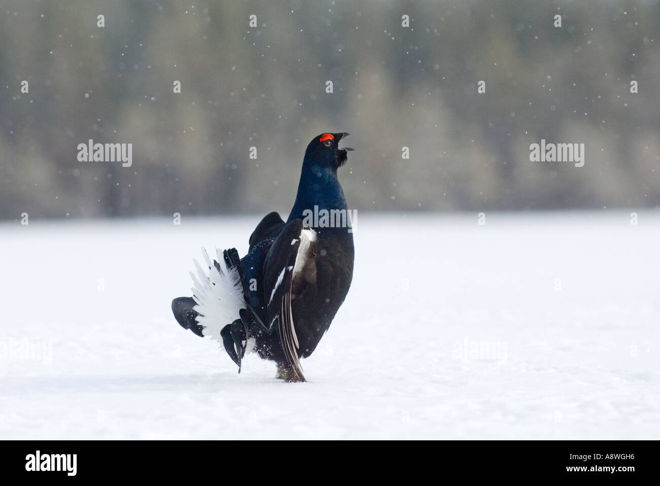 Black Grouse, Tetrao tetrix, male displaying doing a flutter jump at ...