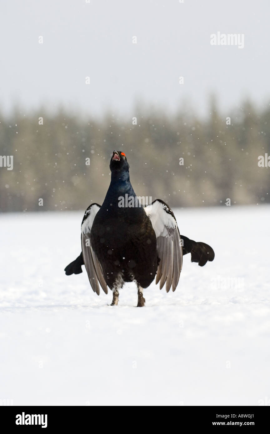 Black Grouse, Tetrao tetrix, male displaying doing a flutter jump at ...