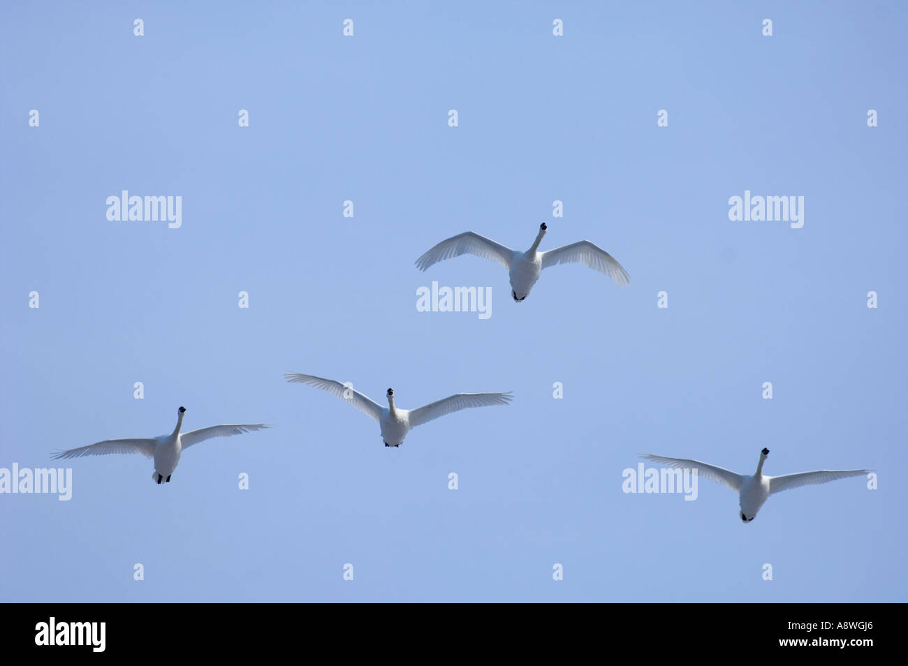 Color of swans hi-res stock photography and images - Alamy