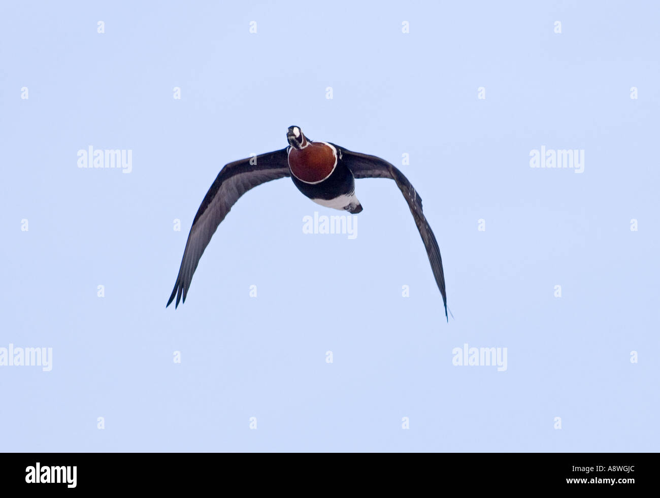 Red breasted goose flight hi-res stock photography and images - Alamy