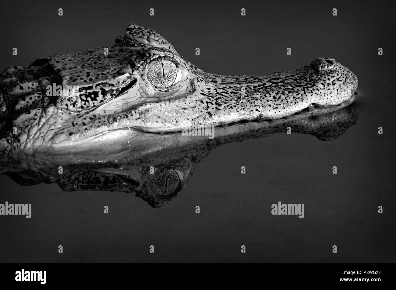 Spectacled Cayman - photographed in the Amazon near Manaus Stock Photo ...