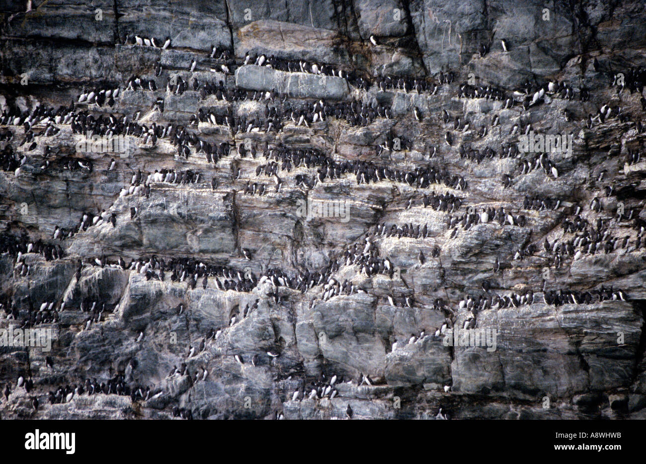 South stack cliffs birds hi-res stock photography and images - Alamy