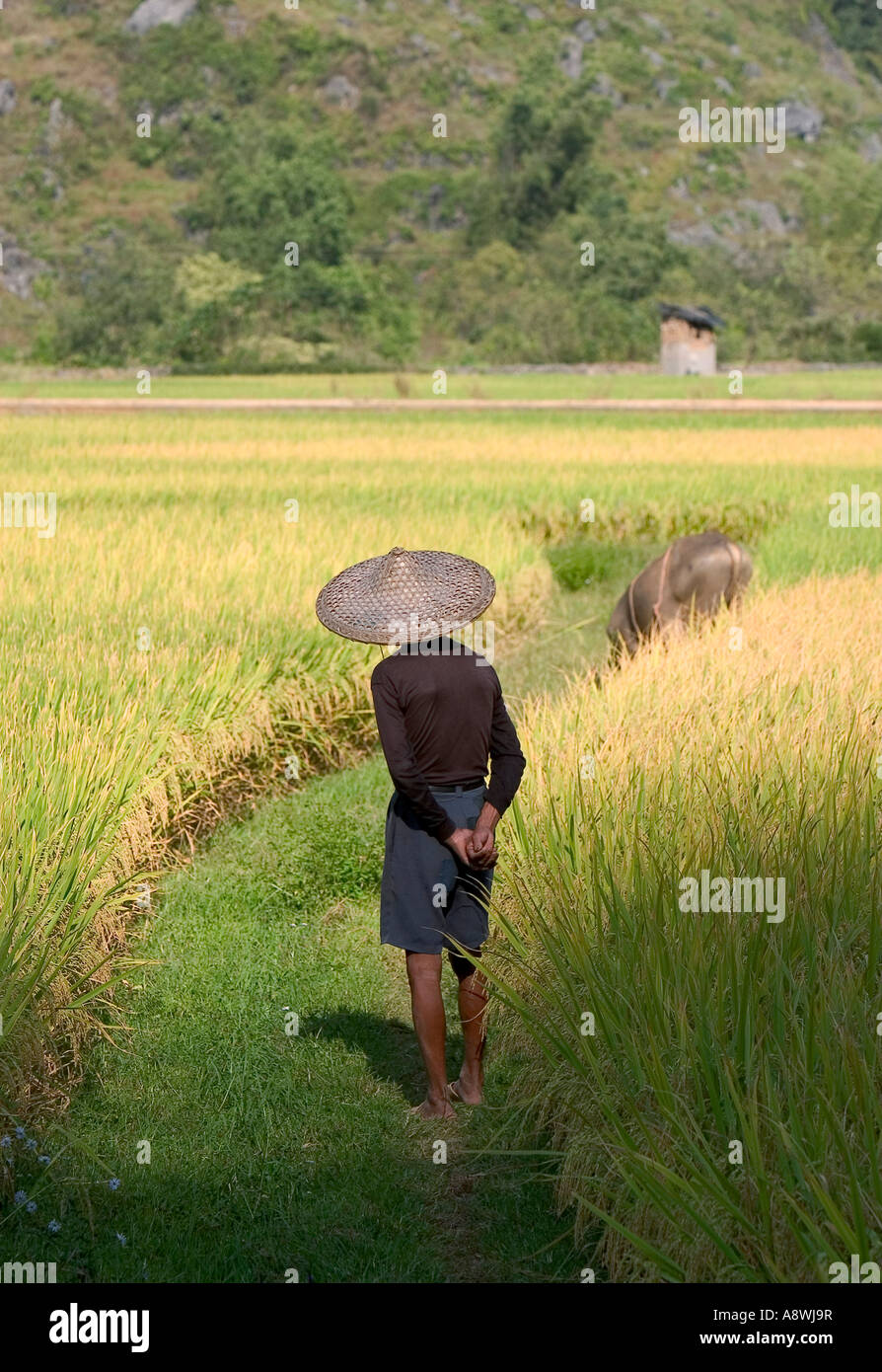 Farmer in fields of rice near the city of Yangshuo, Guangxi region ...