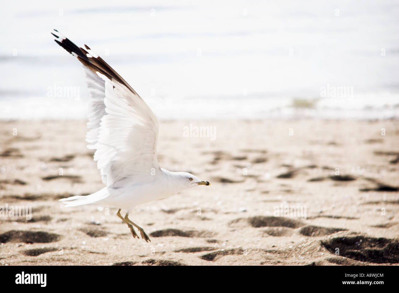 Seagull flying on the beach Stock Photo - Alamy