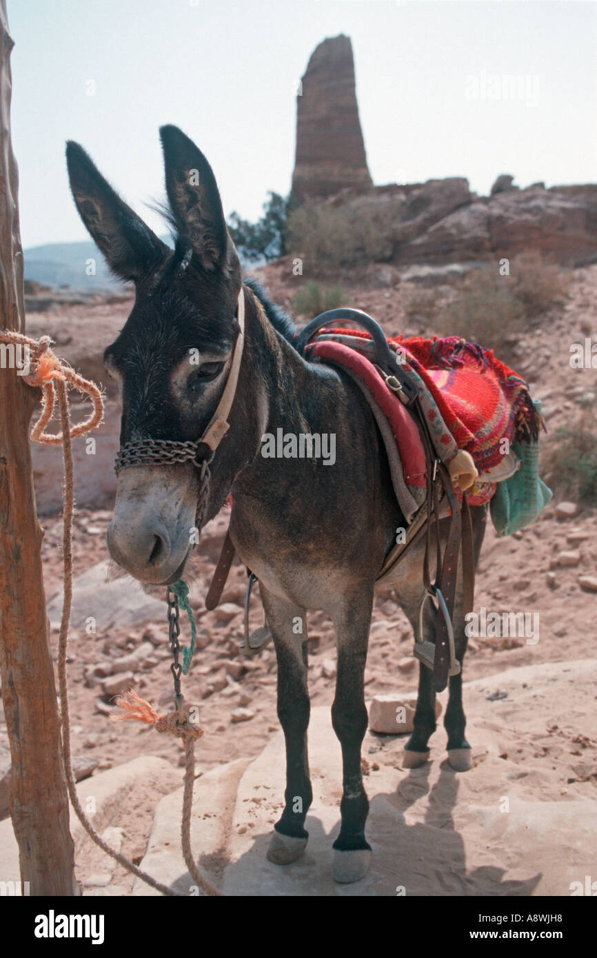 A donkey used for transport in Jordan Stock Photo - Alamy