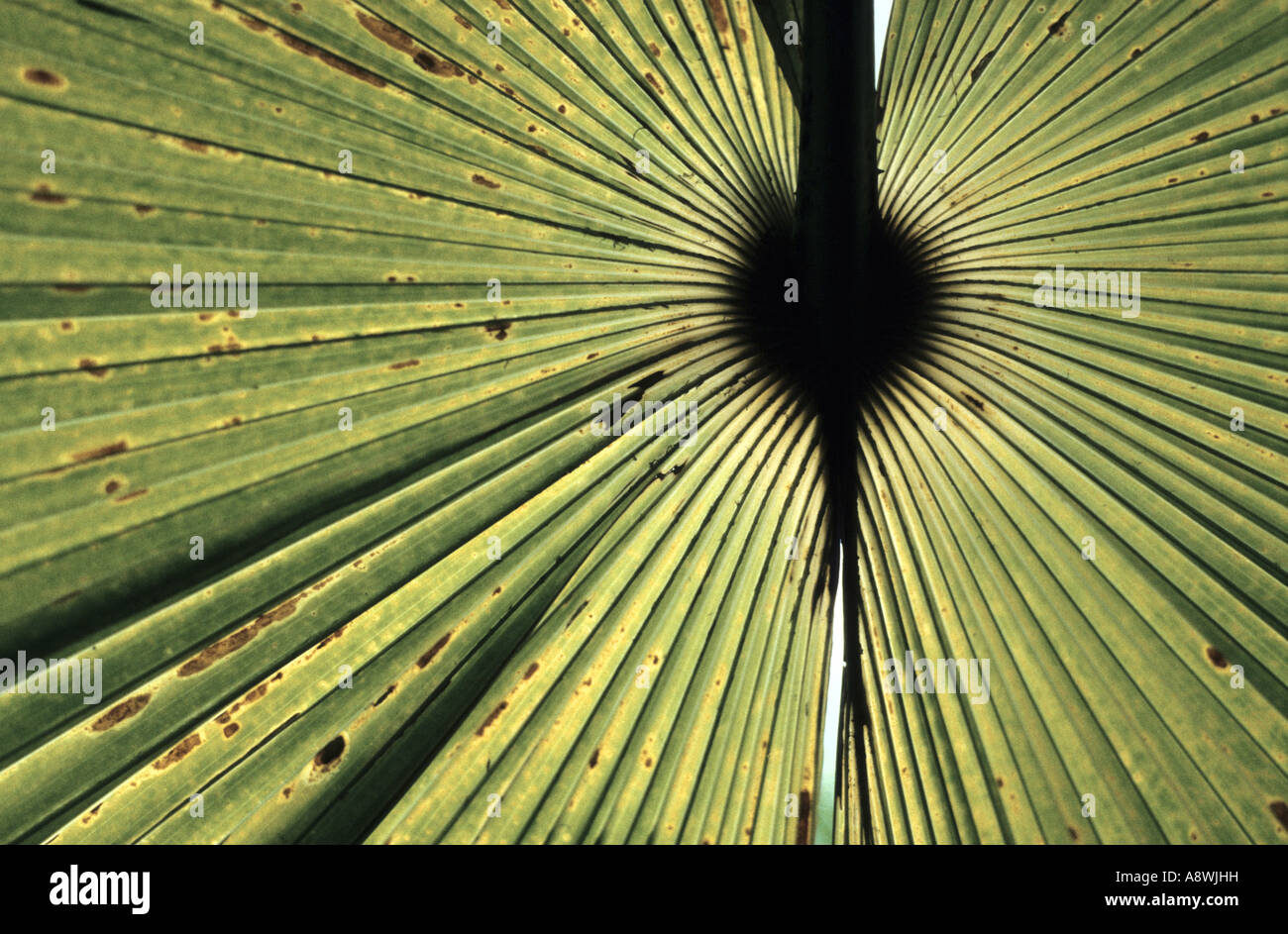 A spine palm leaf in the rainforest, Townsville AUS Stock Photo - Alamy