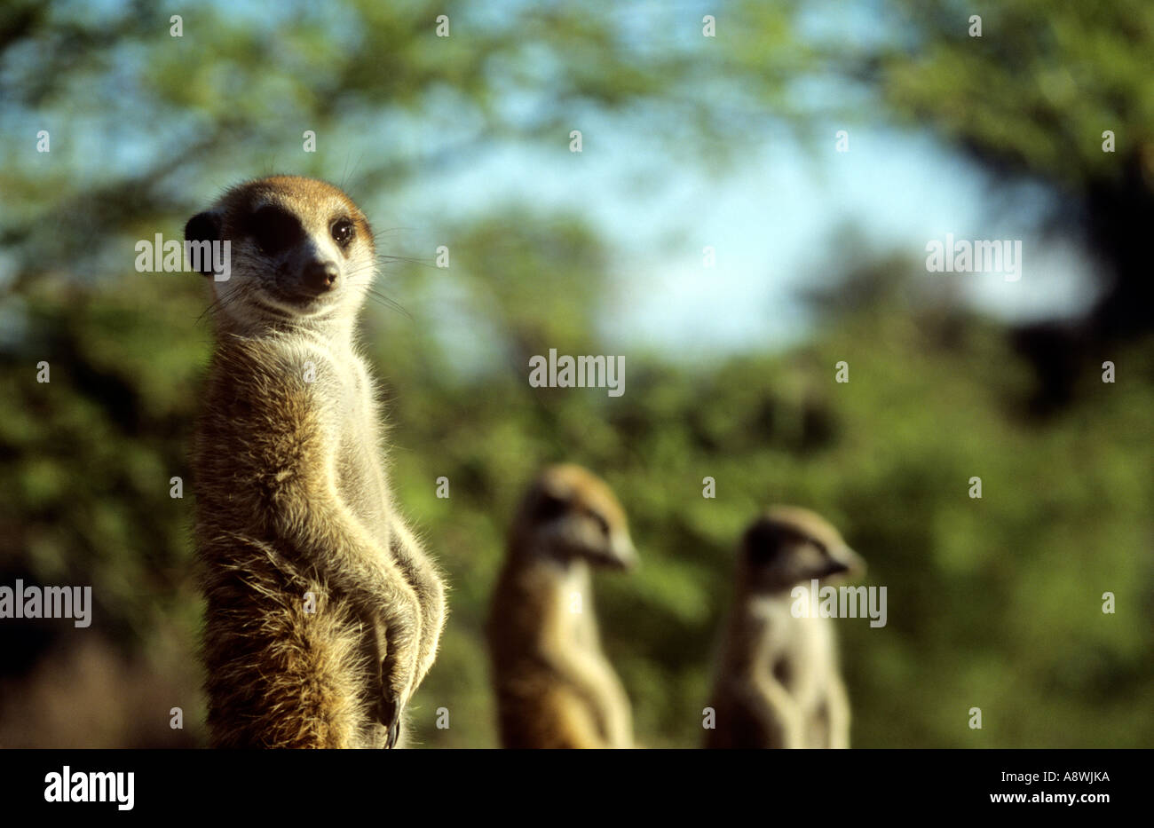 Meerkats africa desert hi-res stock photography and images - Alamy
