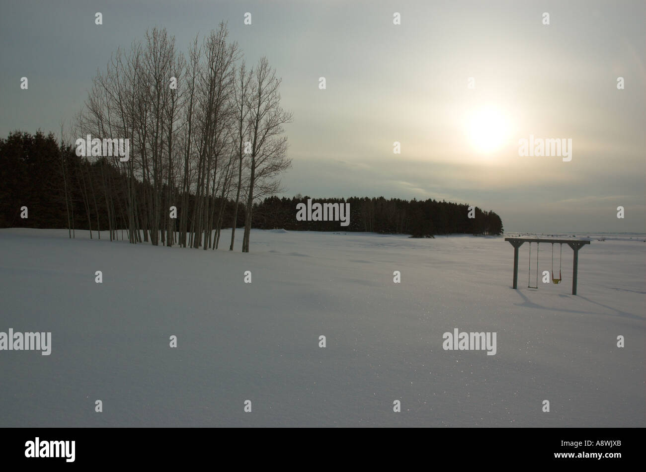 A stand of young maples and a childs swing silhouetted against the ...