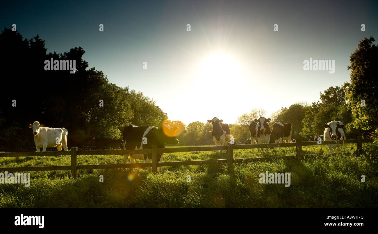 Cows in Landscape Stock Photo - Alamy