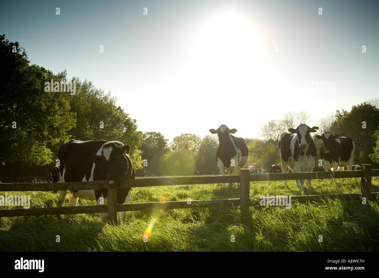 Cows in Landscape Stock Photo - Alamy