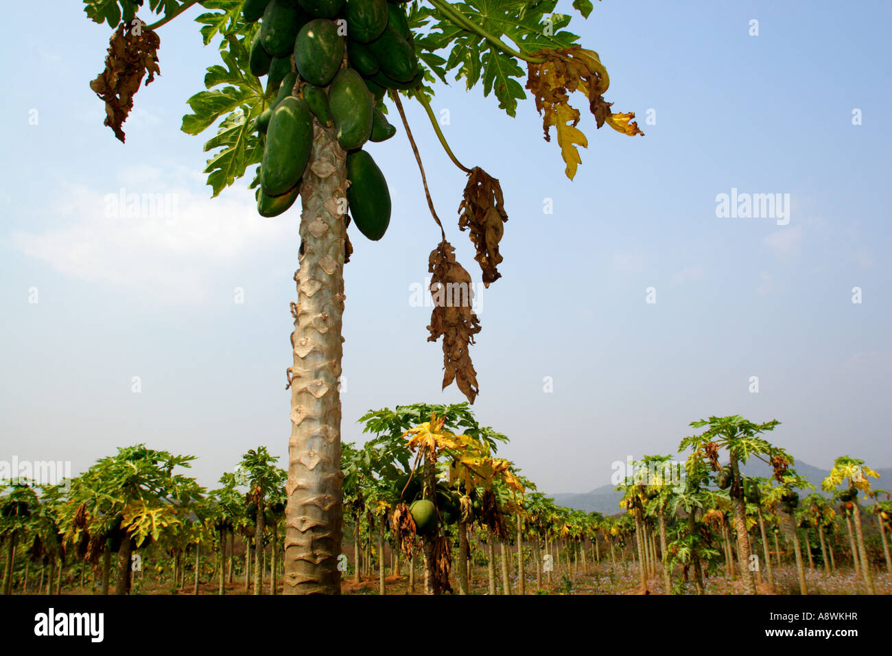 Asia, Myanmar, Shan, State, papayas growing on plantation Stock Photo ...