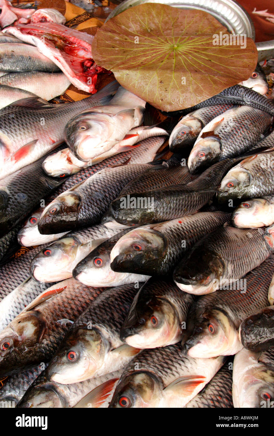 Asia, Myanmar, fish for sale at morning market Stock Photo - Alamy