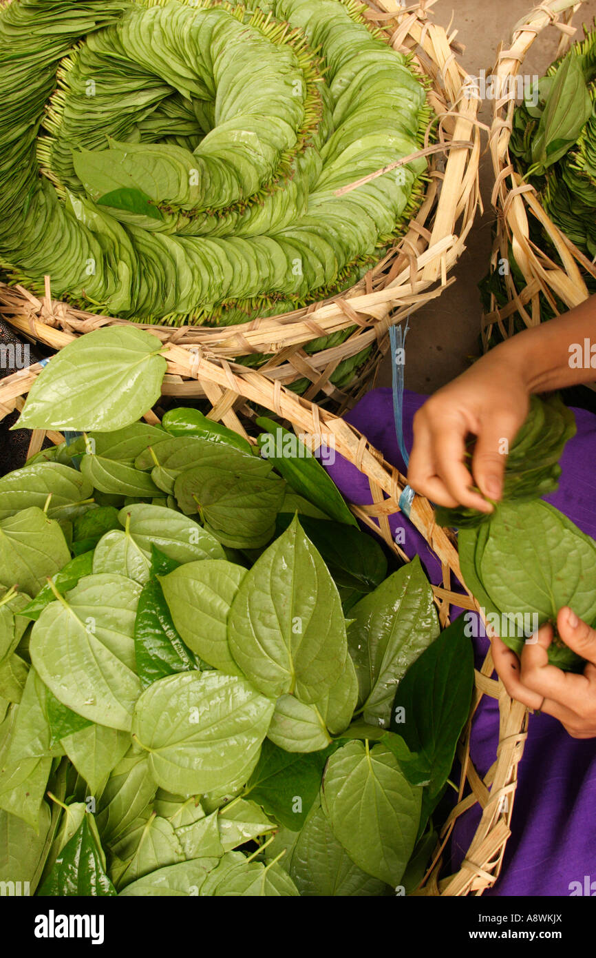 Asia, Myanmar, Yangon, betel leaves (Piper betle) used in making betel ...