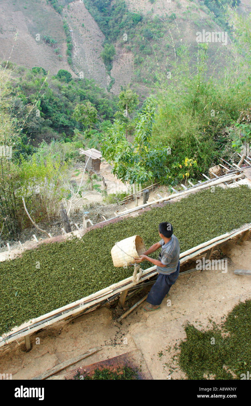 Asia, Myanmar, Shan State, green tea leaves being dried in Palaung ...