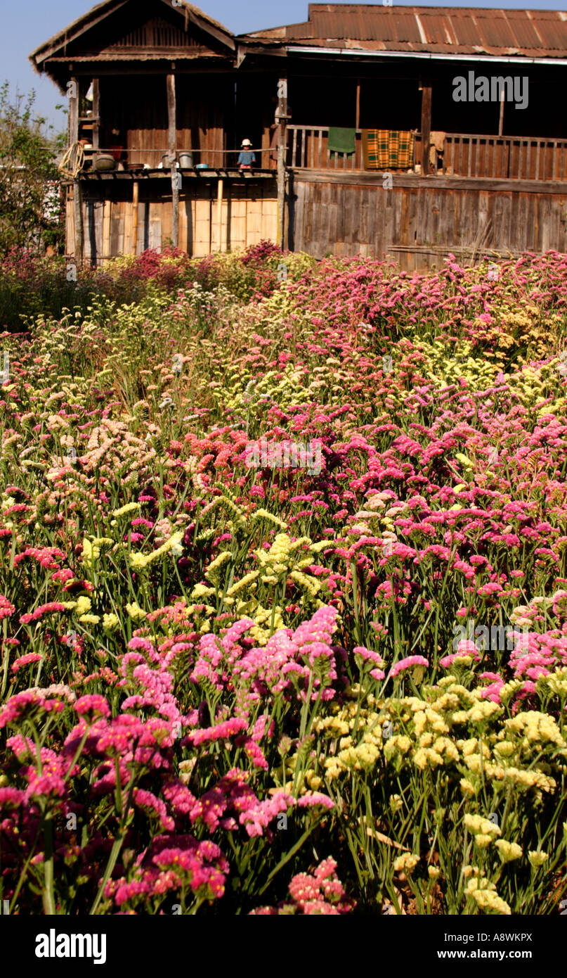 Asia, Myanmar, Shan State, flowers growing in field Stock Photo - Alamy