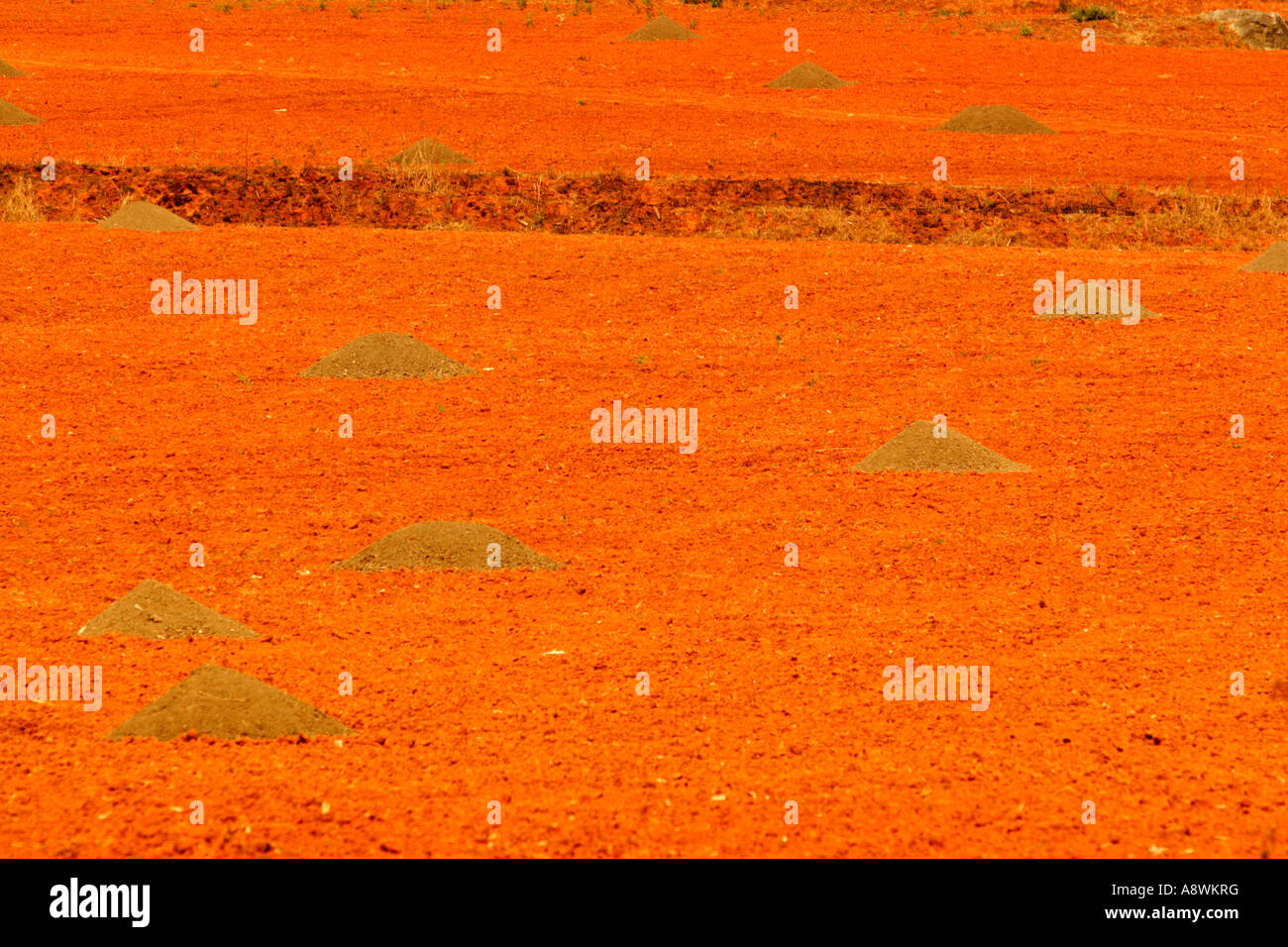 Asia, Myanmar, Shan State, field with red topsoil Stock Photo - Alamy