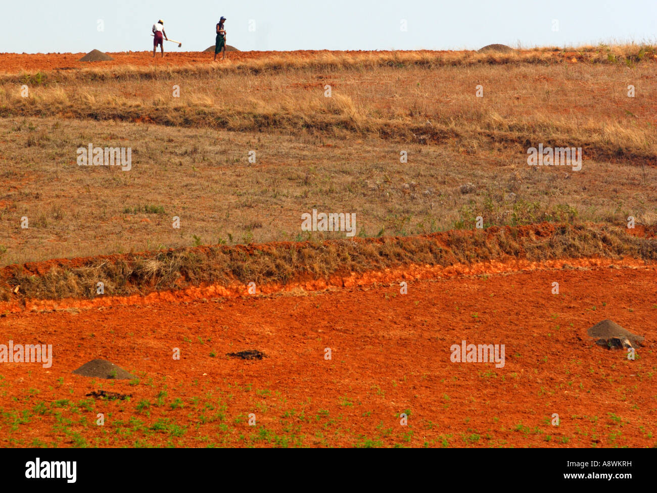 Asia, Myanmar, Shan State, colorful field Stock Photo - Alamy