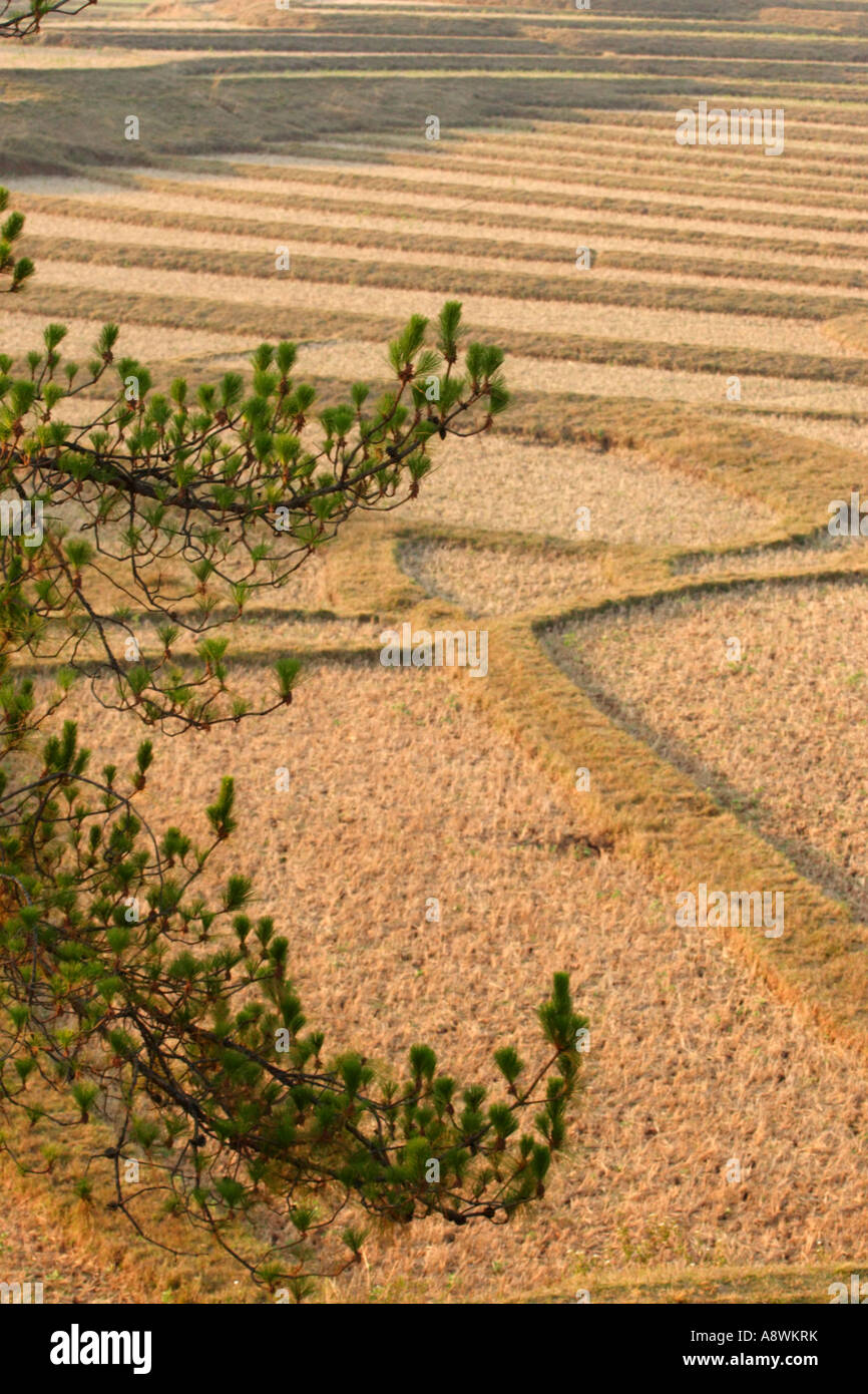Asia, Myanmar, rice fields in dry season Stock Photo - Alamy