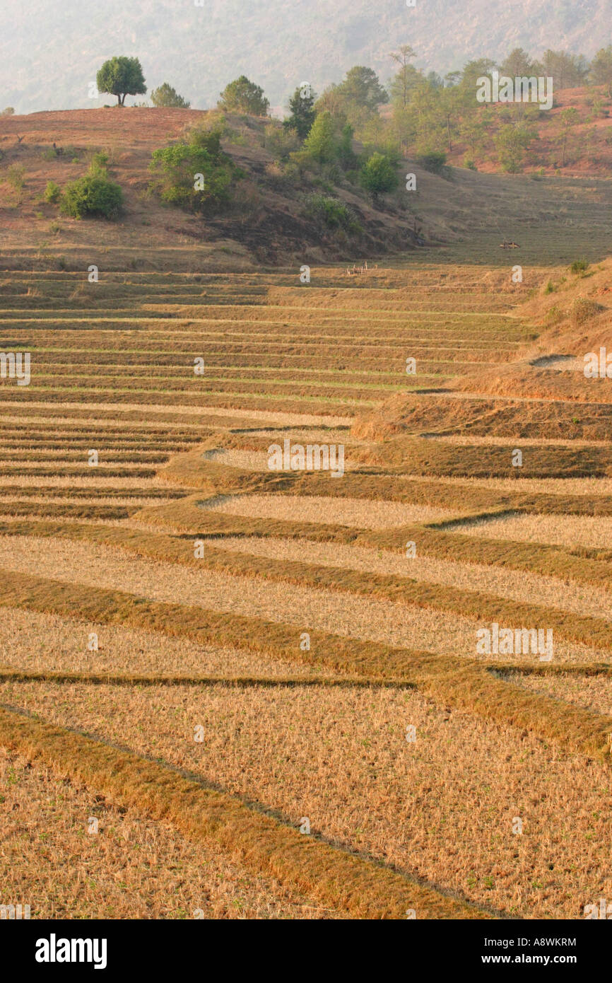 Asia, Myanmar, rice fields in dry season Stock Photo - Alamy