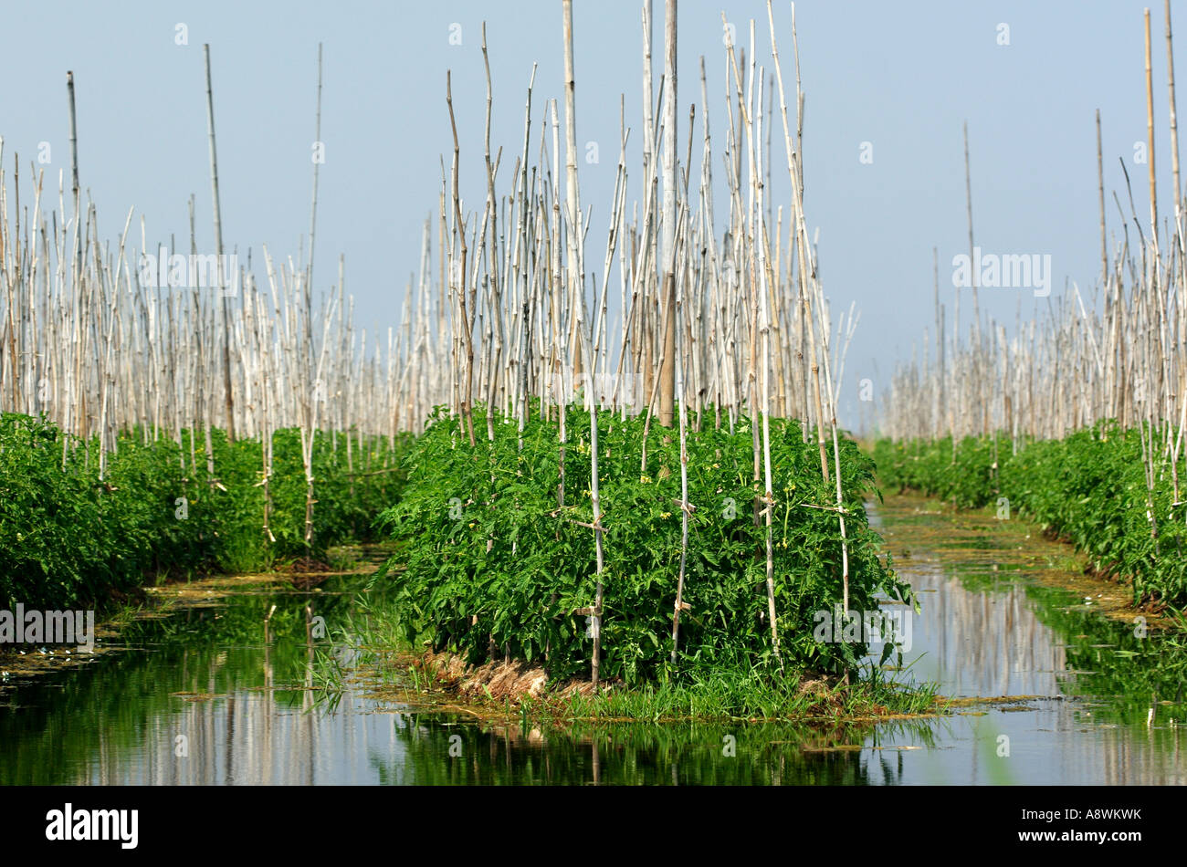 Asia, Myanmar, Inle Lake, vegetable gardens on floating vegetation ...