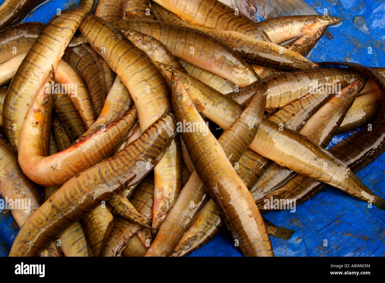 Asia, Myanmar, Yangon, spiny eels for sale at market Stock Photo - Alamy