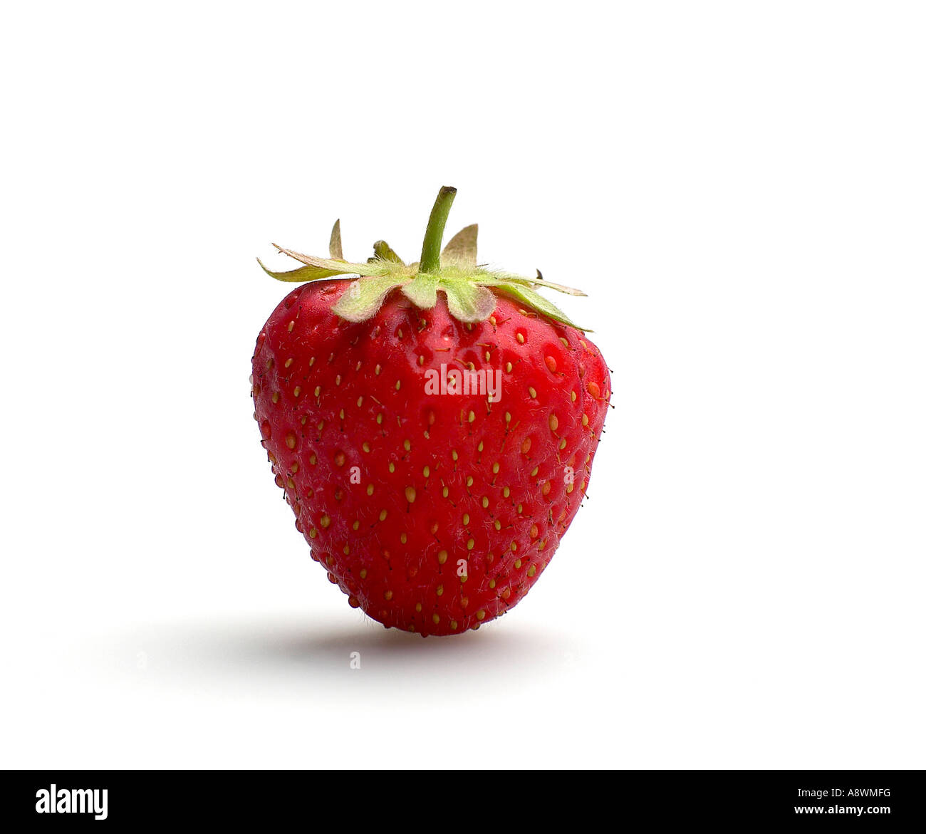 SINGLE ORGANIC STRAWBERRY ON A WHITE BACKGROUND WITH SHADOW Stock Photo ...