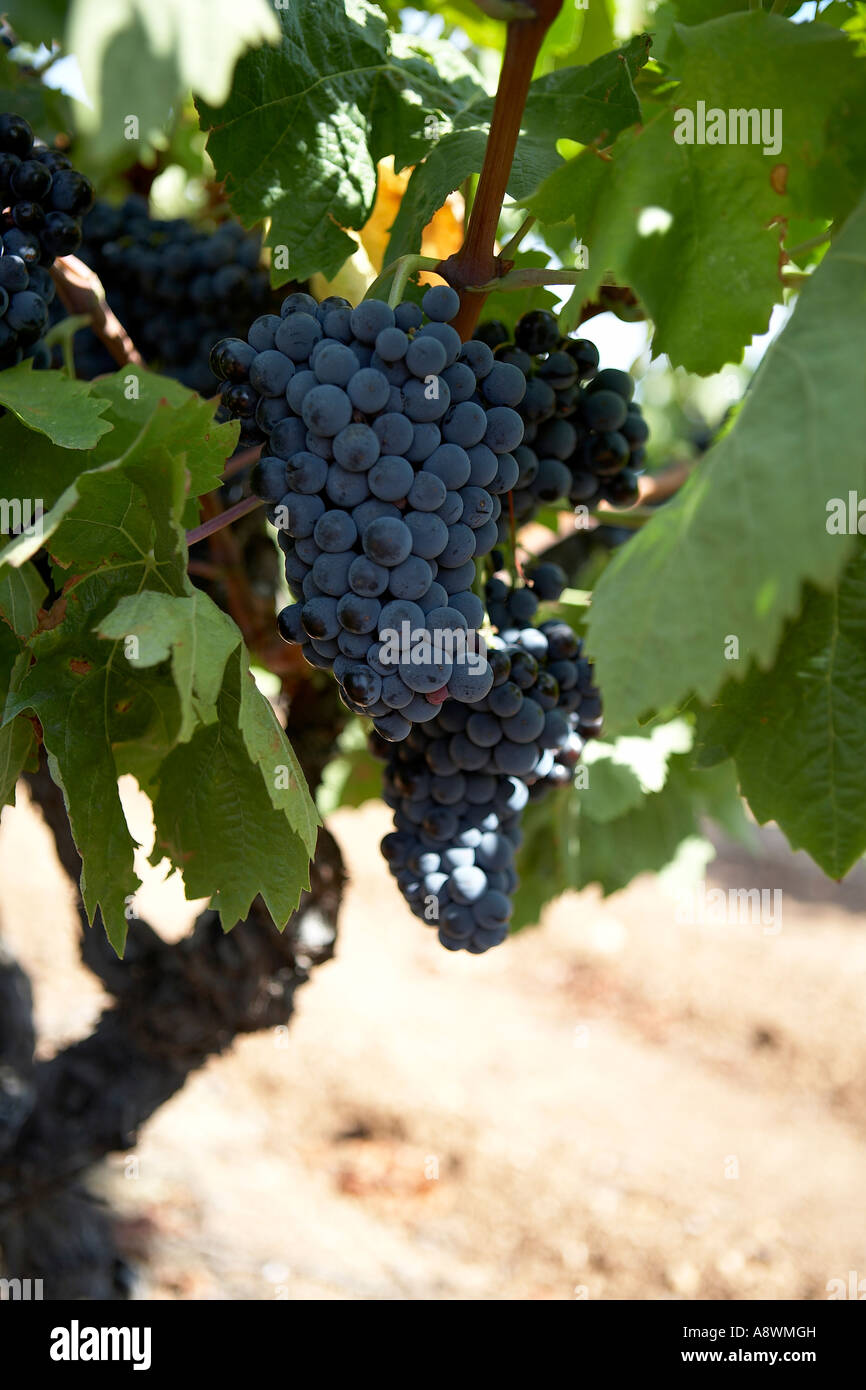 GRAPES RIPE AND READY TO PICK Stock Photo - Alamy
