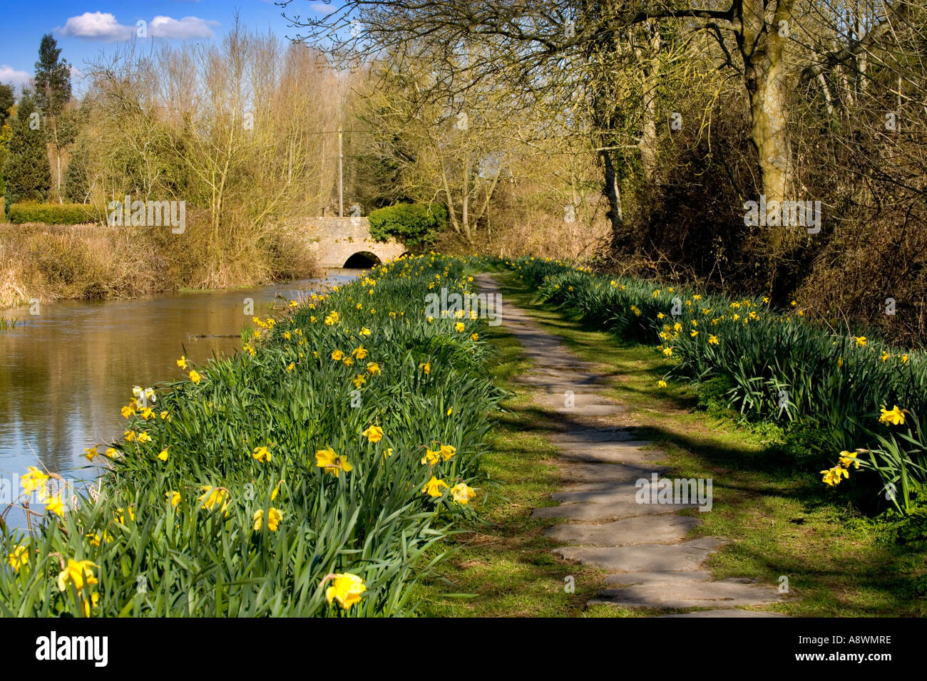 Daffodils along the bank of the River Leach at Eastleach in the ...
