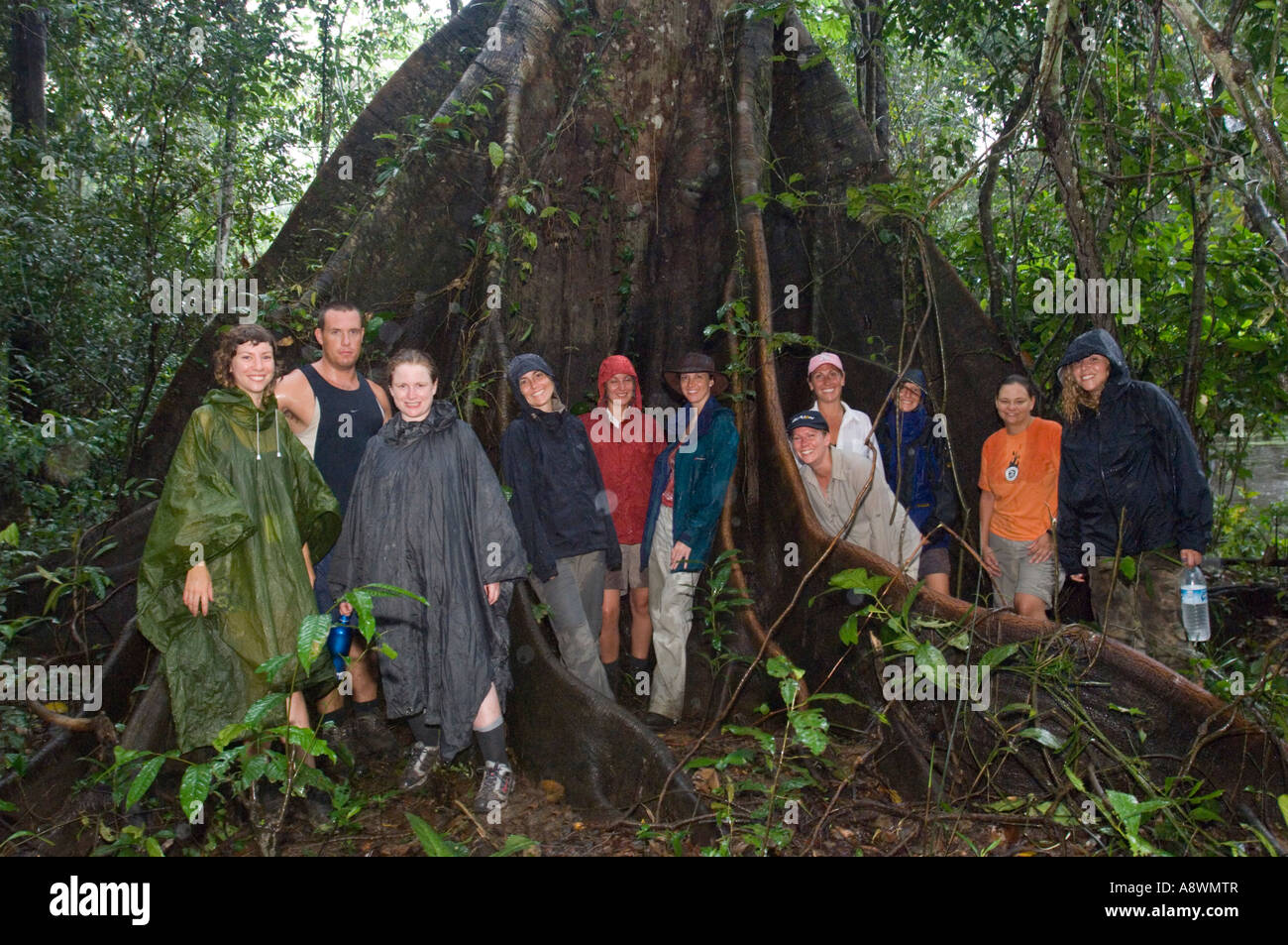 A group of tourists pose by a Samauma tree (ceiba pentandra) in primary ...