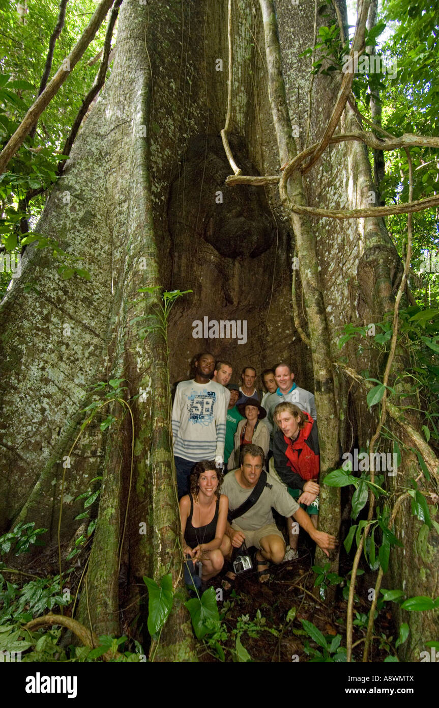 A group of tourists pose "inside" a Samauma tree (ceiba pentandra) in ...