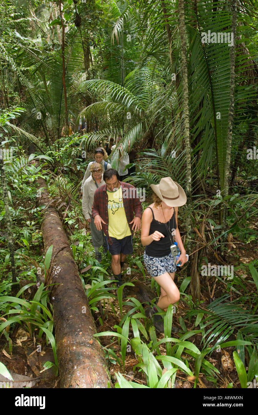 A group of tourists trekking through primary Brazilian rainforest Stock ...