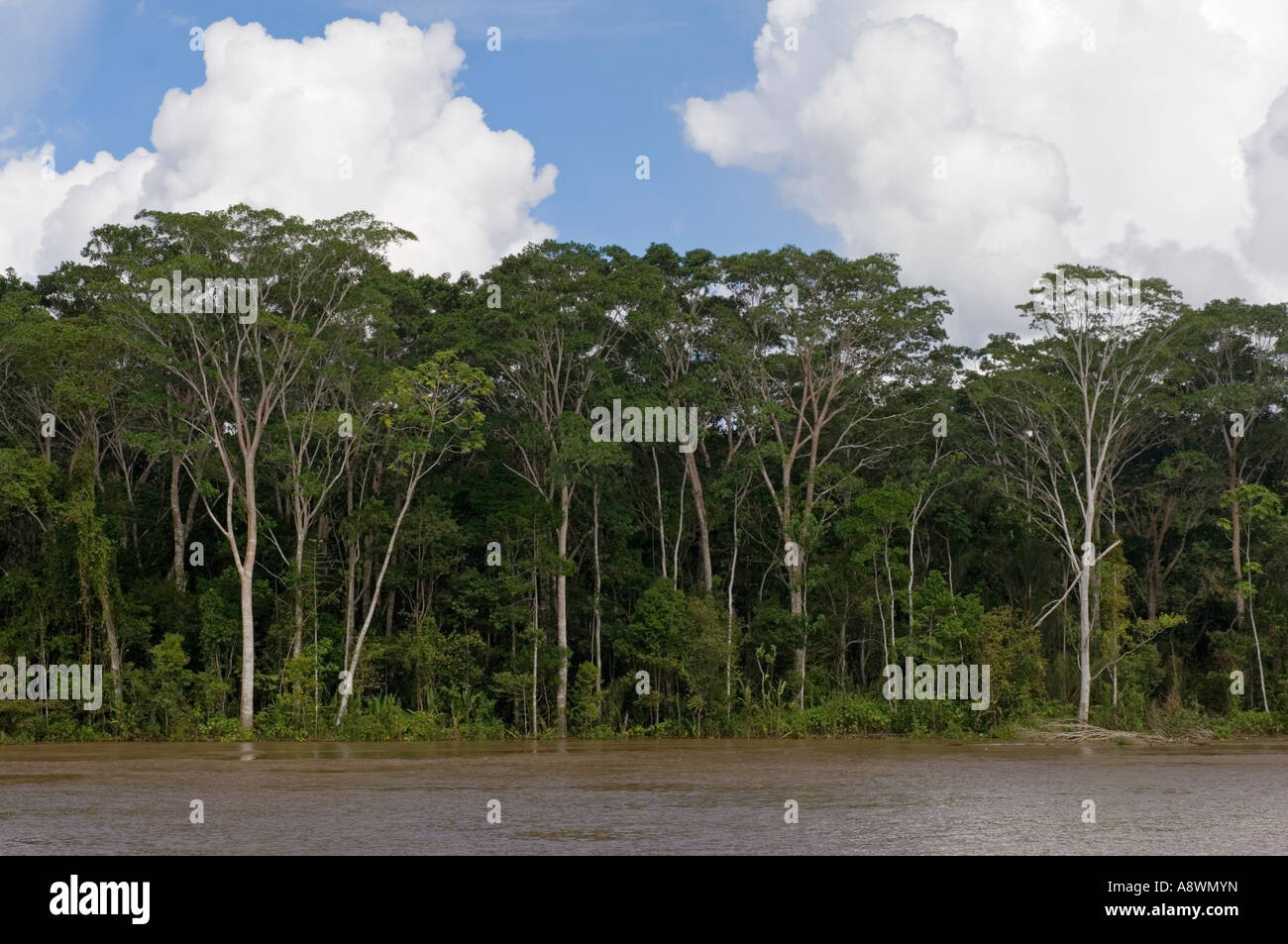 Primary rainforest along the Madeira river in Brazil Stock Photo - Alamy